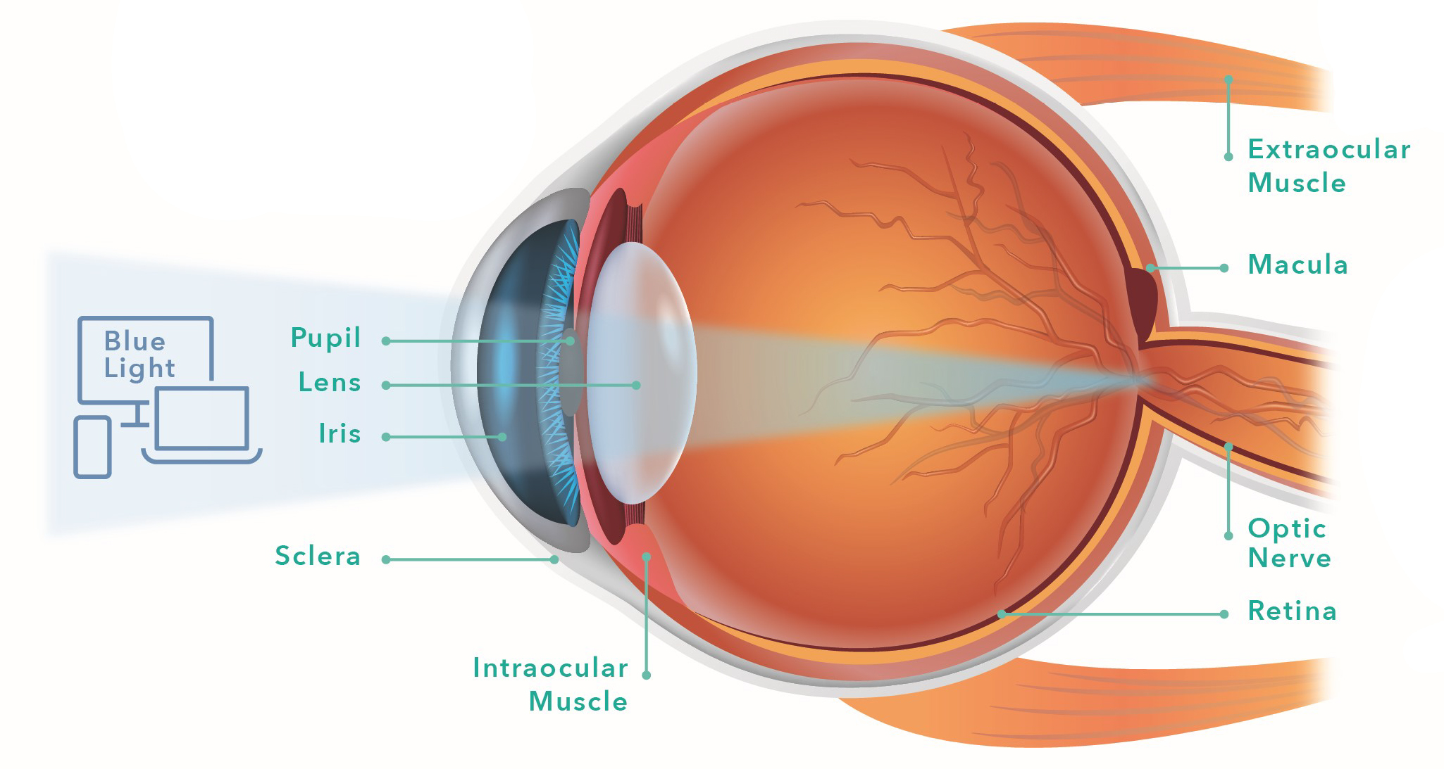 Vision + Eye Care V2