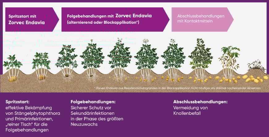 CORT_Zorvec_Endavia_Website_Grafik_Anwendungsempfehlung