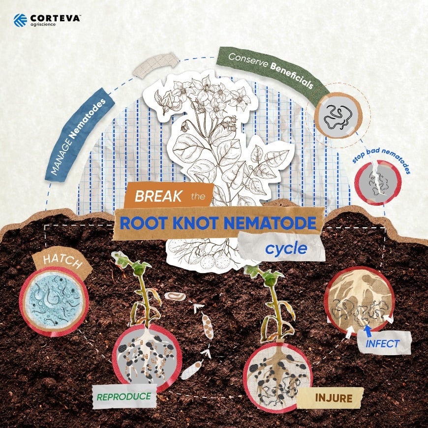 Break the root knot nematode cycle- FINAL 6/16 Copy
