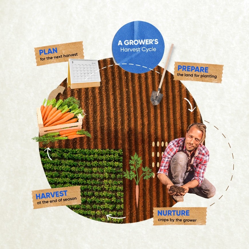 Growers Harvest Cycle Copy