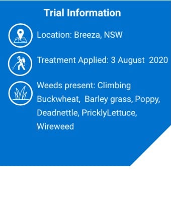 Trezac Fallow Buckwheat facts
