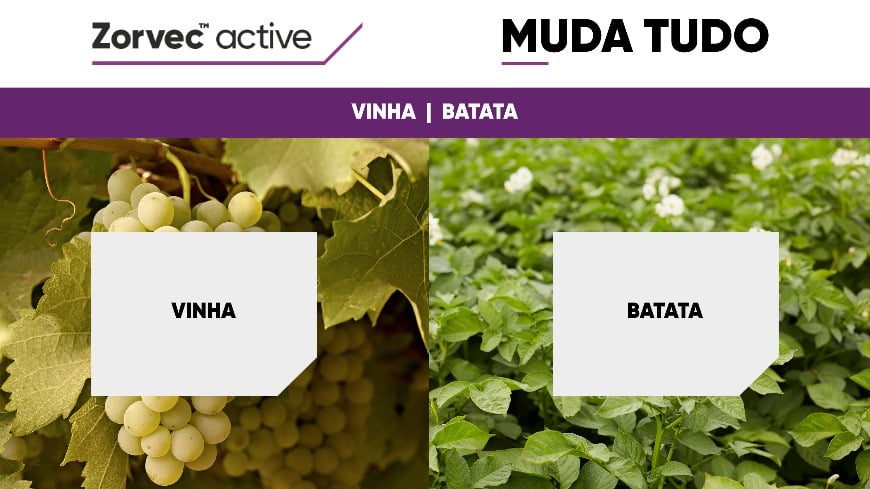 Zorvec Active Vinha - Batata PT Zorvec Actiuve MUDA TUDO