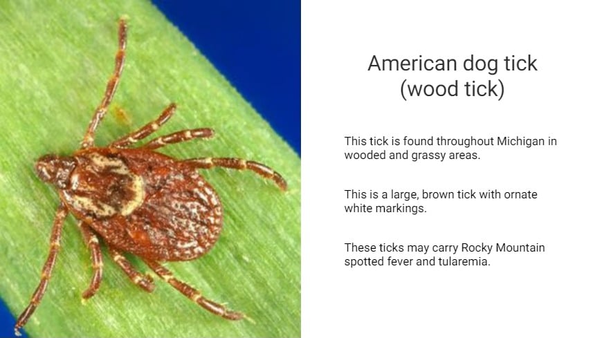 Michigan's 5 Most Common Ticks