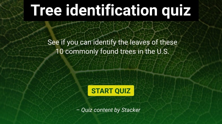 Fall Leaves Quiz
