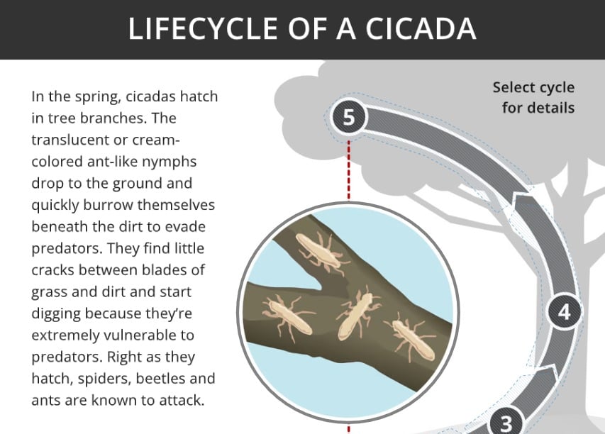 cicada life cycle