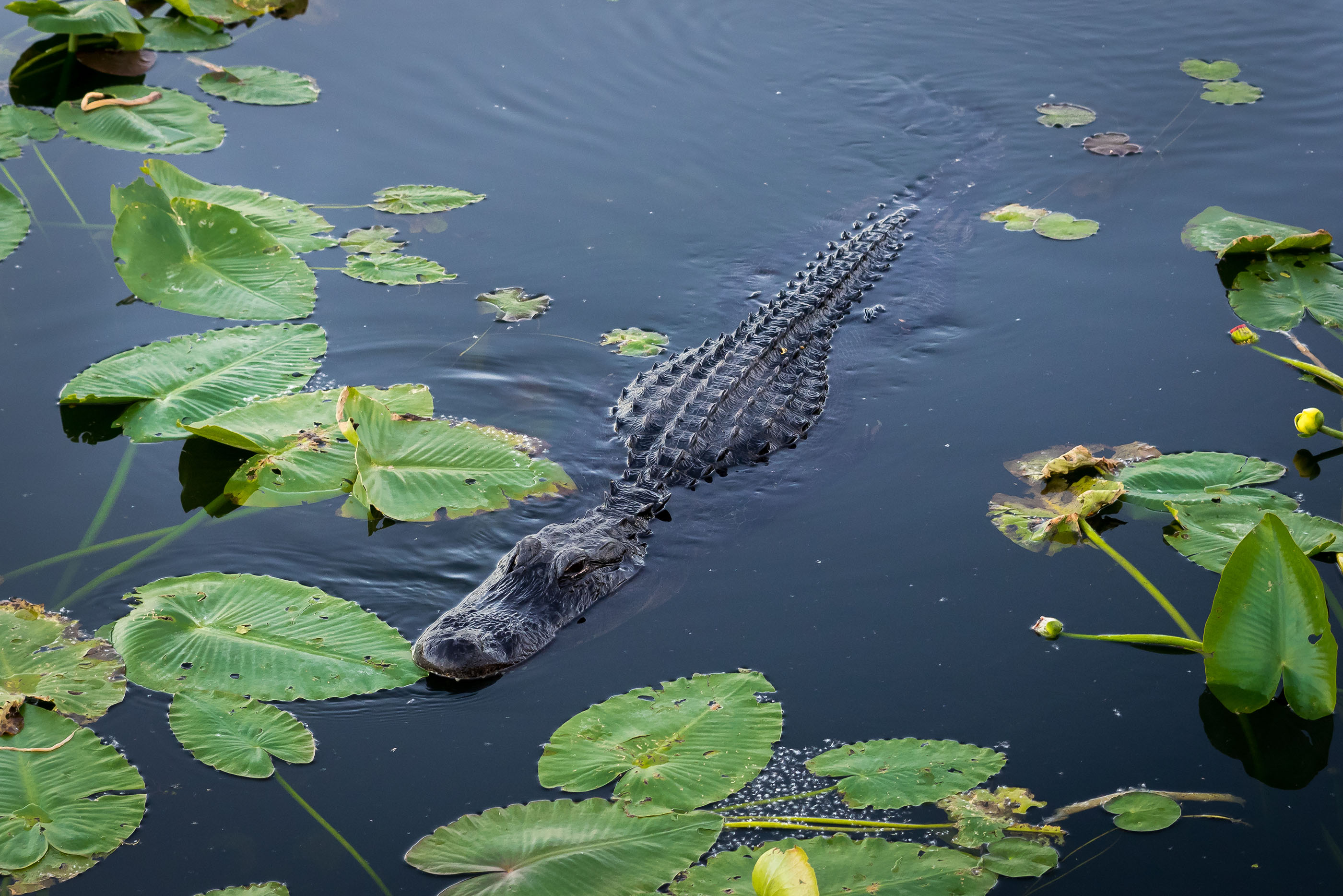 Miccosukee: Where Fun is in Our Nature