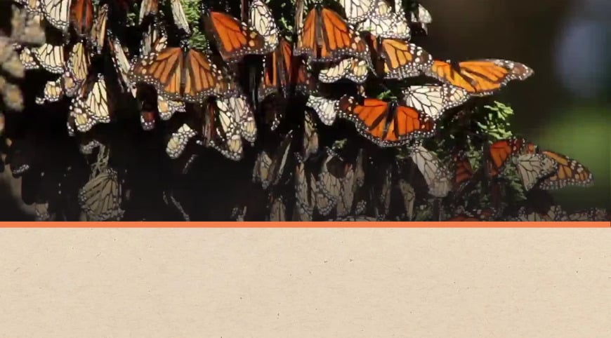 Welcome to NEB MonarchÂ® International
