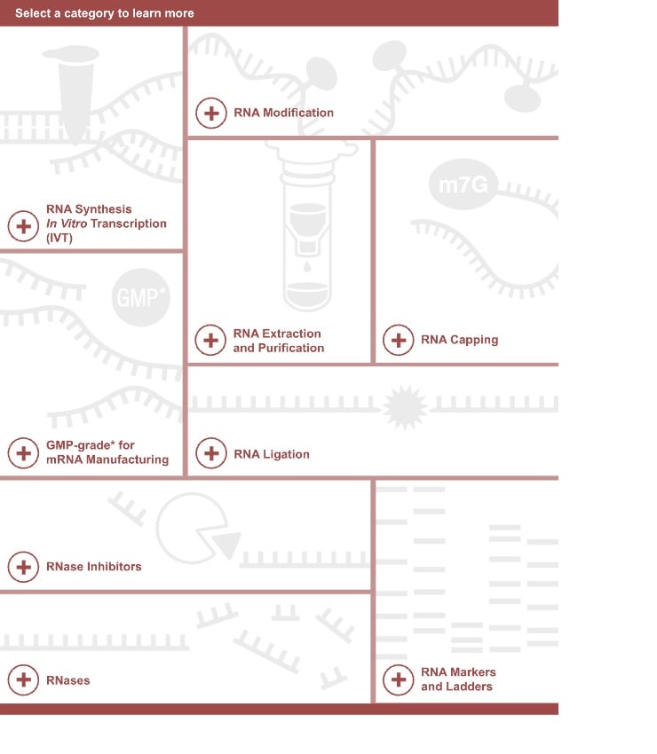 RNA Synthesis and Modification Navigation RNA synthesis, RNA extraction ...