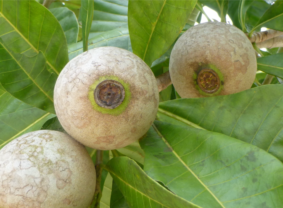 ADM Colors Infographic