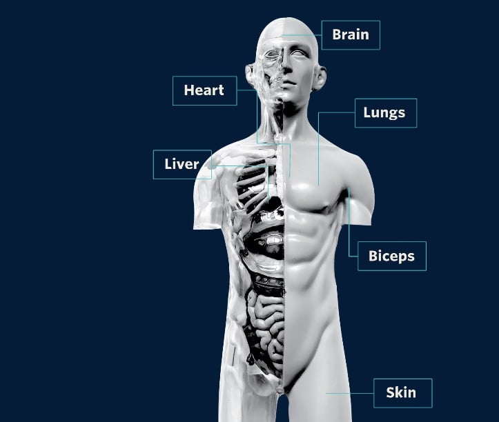Human anatomy of a pitch deck