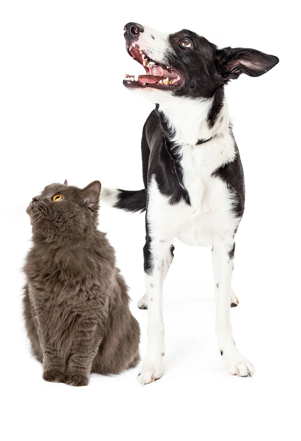 Contact Page contact, contact svp, southern veterinary partners